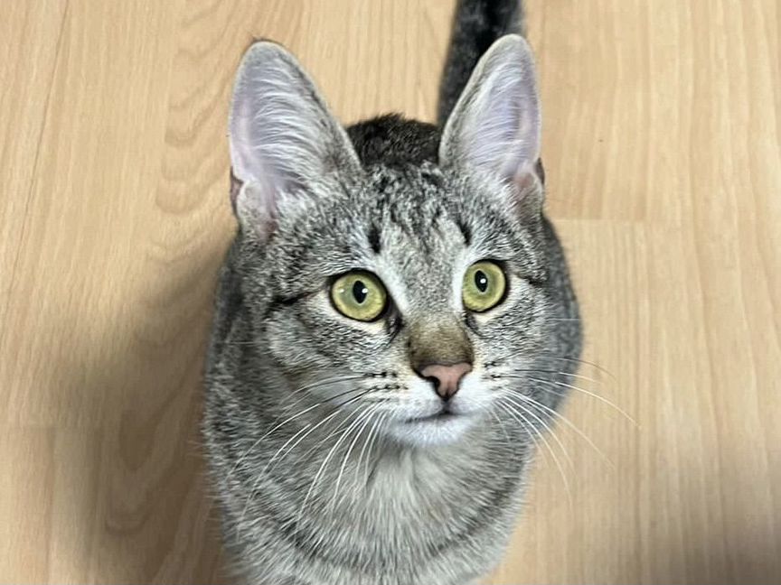 Милая киска ищет дом