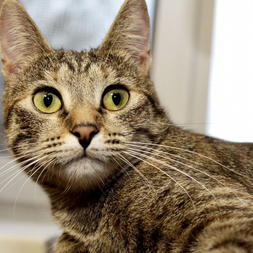 Ласковая кошечка ищет дом