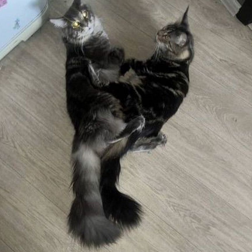 Мейн-кун, взрослый кот