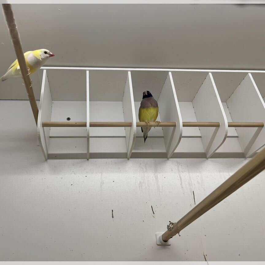 Амадины гульда