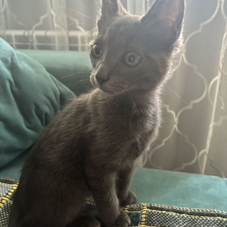 Котенок