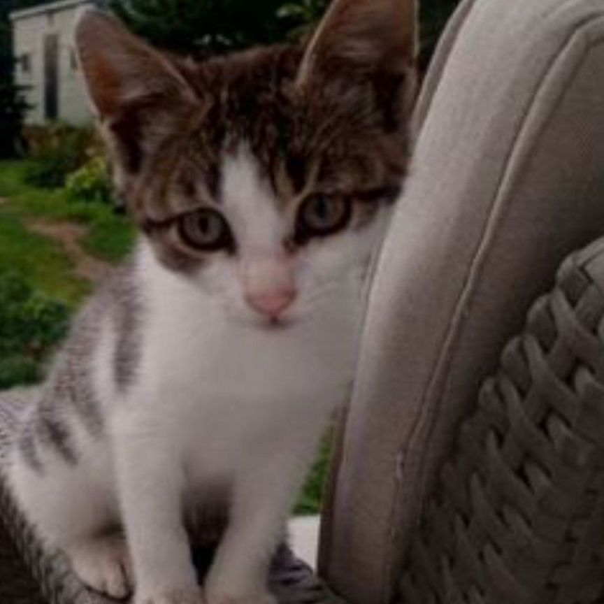 Котята в добрые руки бесплатно девочка