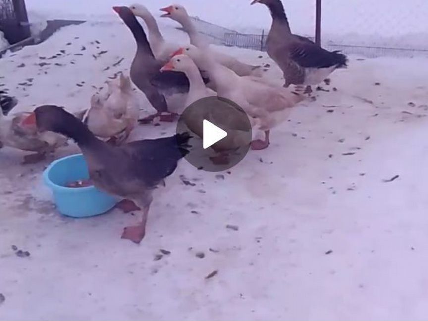 Гуси годовалые