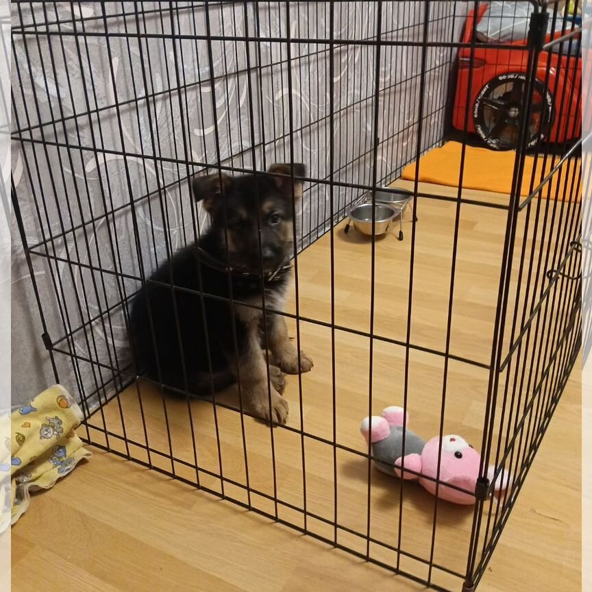 Немецкая овчарка, щенок