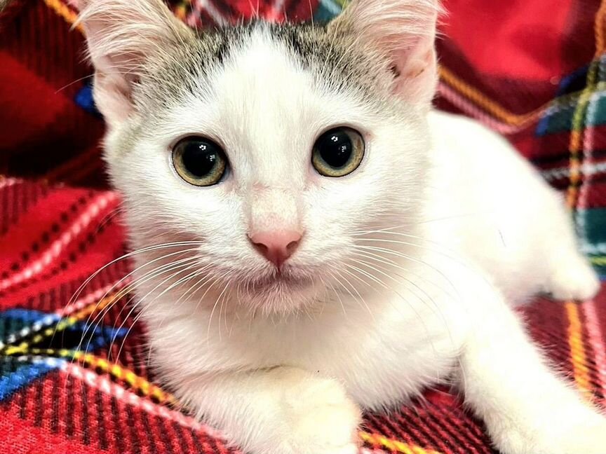 Котенок в дар