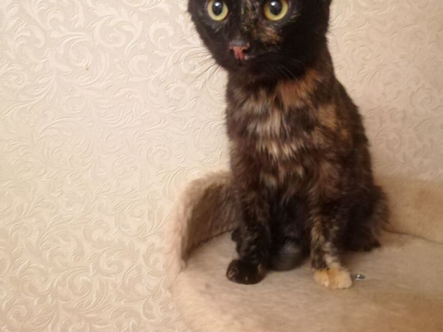 Кошечка в добрые руки