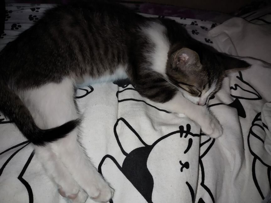 Котята в добрые