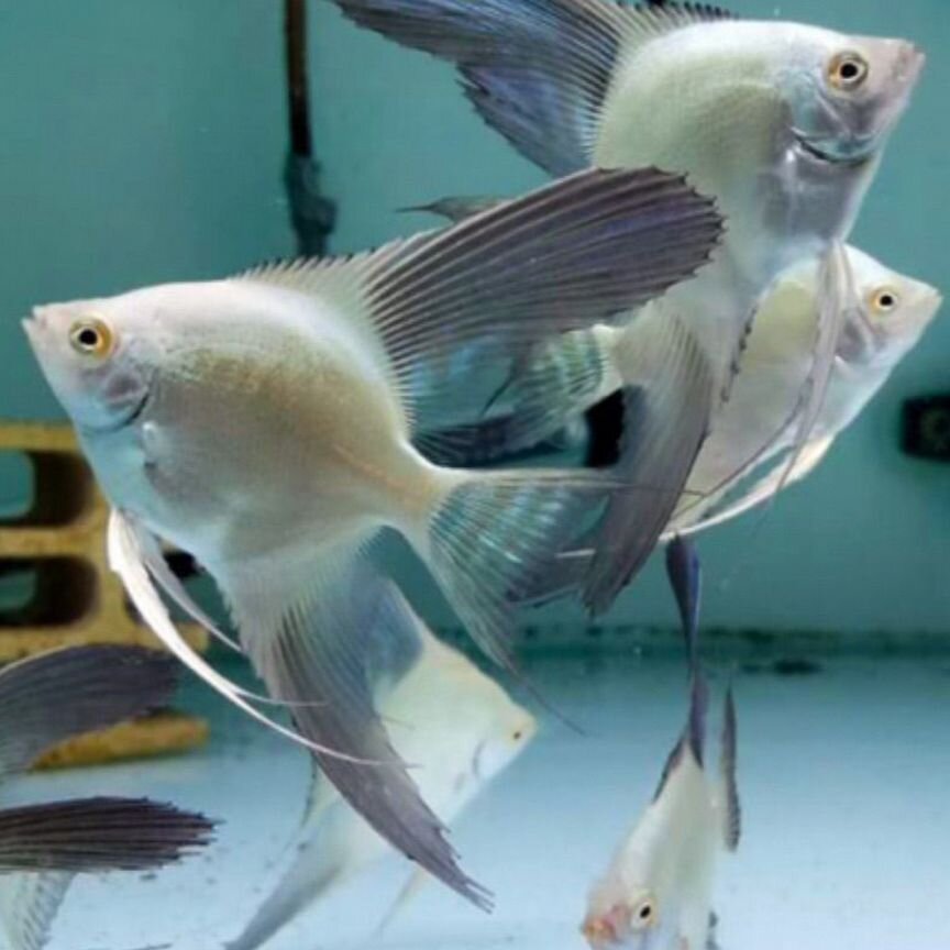 Скалярия- Болгарская жемчужина