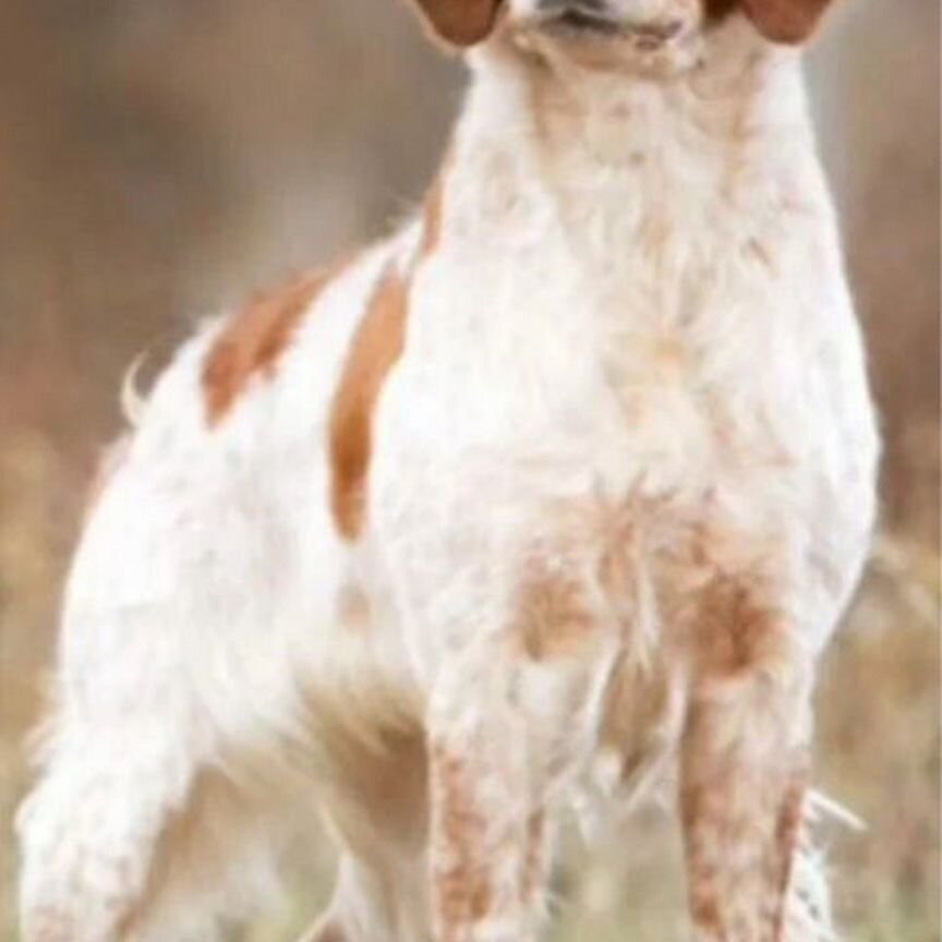 Эпаньоль бретон