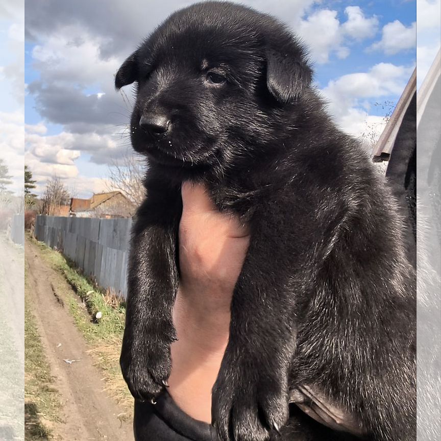 Восточноевропейская овчарка, щенок