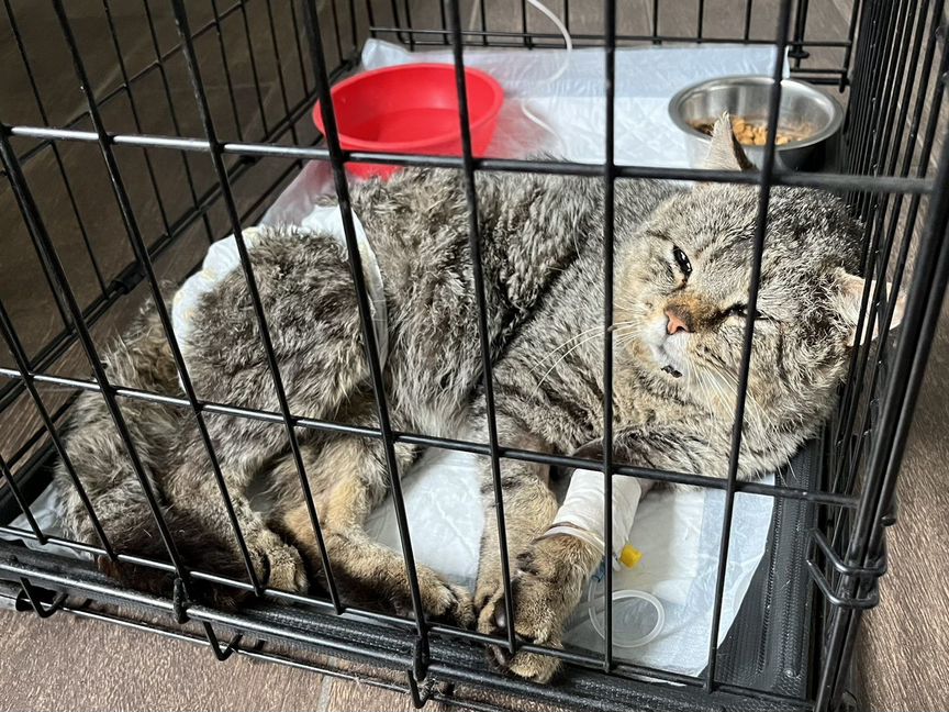 Котик от которого отказались ищет дом