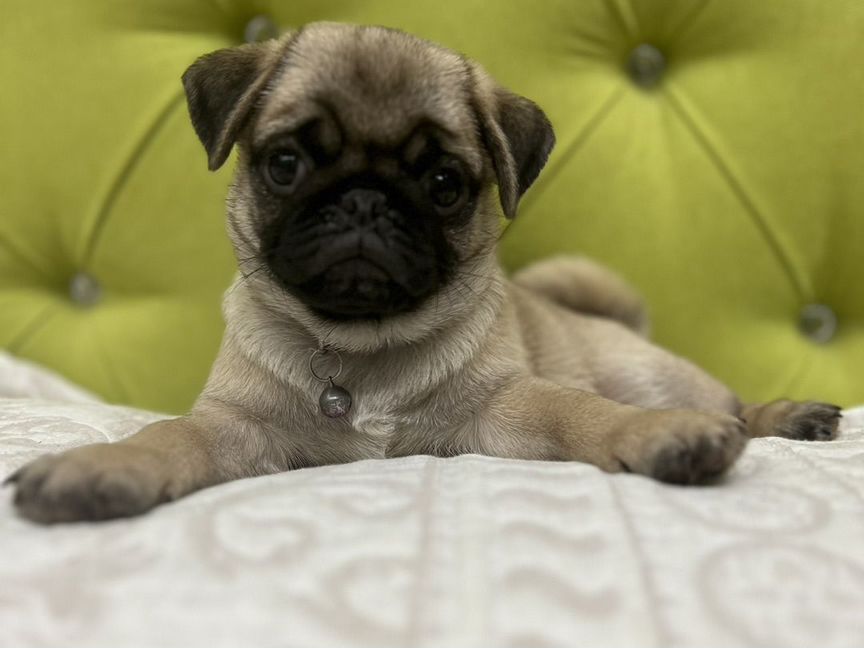 Щенки мопса