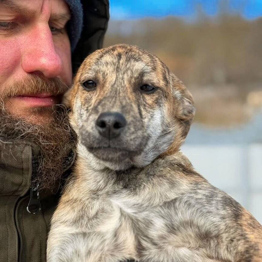 Щенок в добрые руки девочка