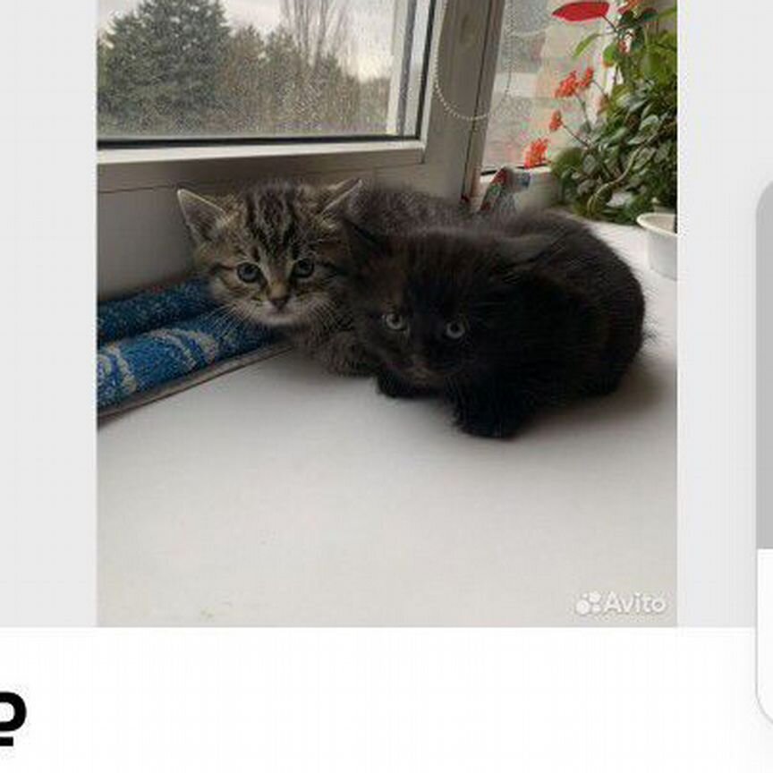 Возьму в дар котенка