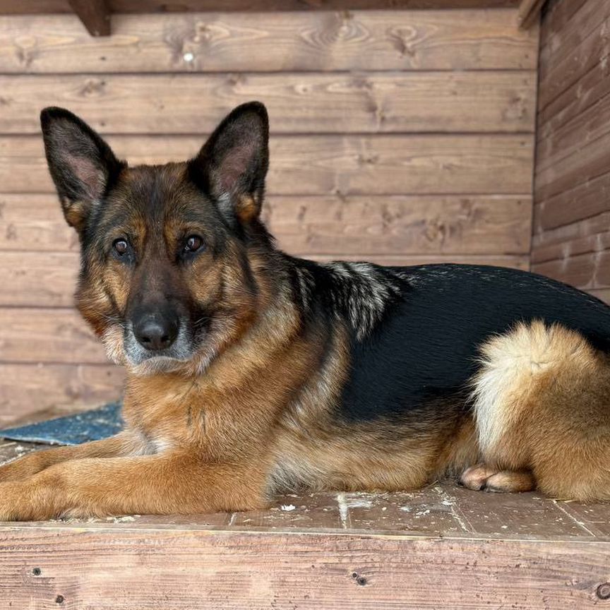 Немецкая овчарка, взрослая собака