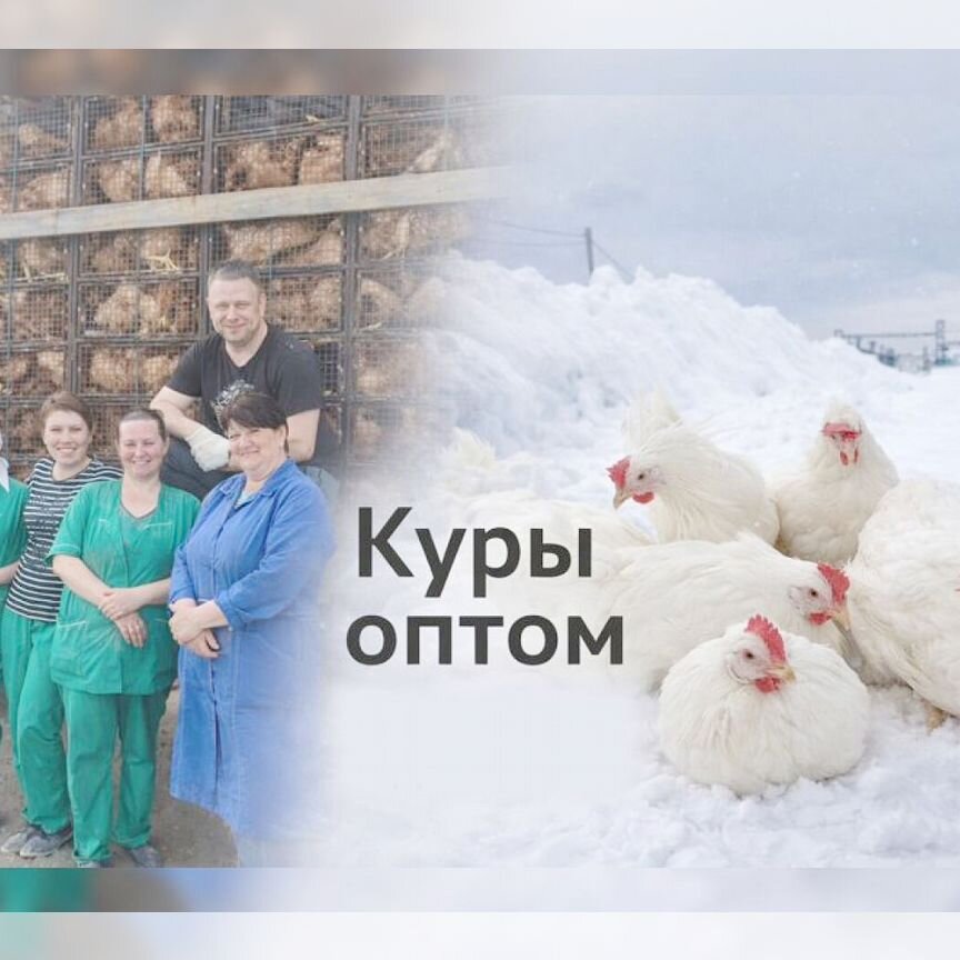 Живая птица оптом для подворья и бизнеса