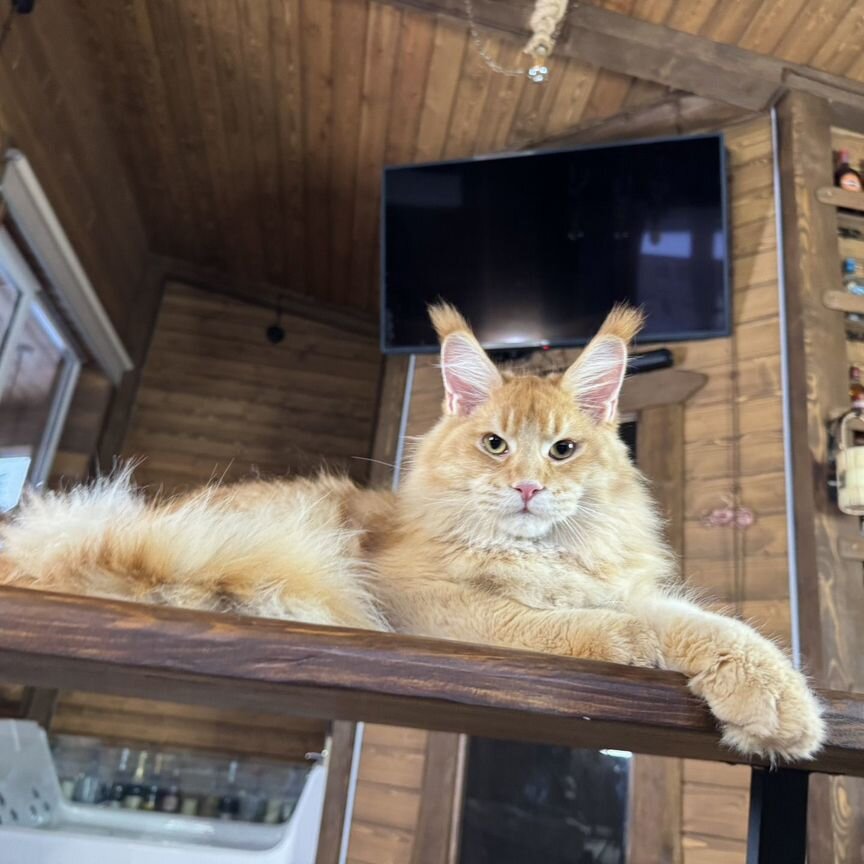 Котик мейн-кун