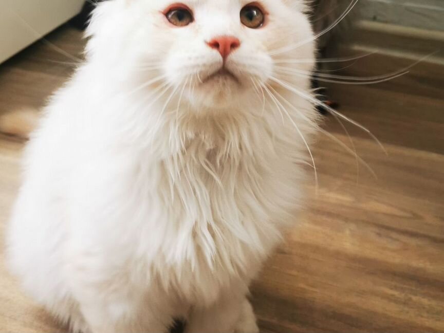 Котята мейн-кун