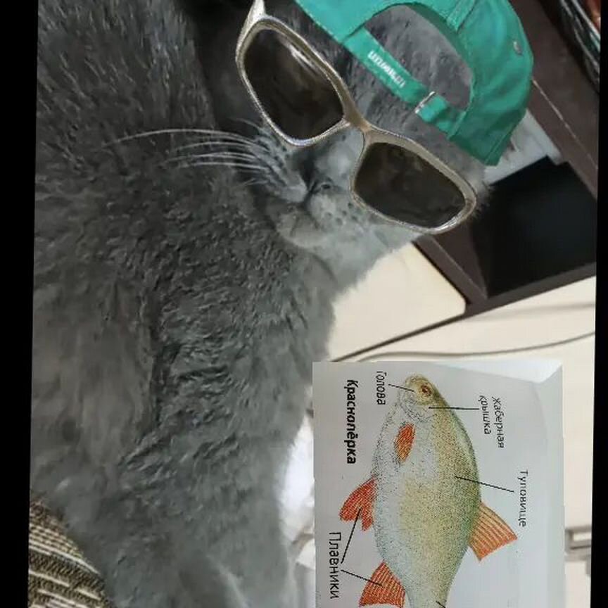 Шотландская вислоухая короткошёрстная, взрослая кошка