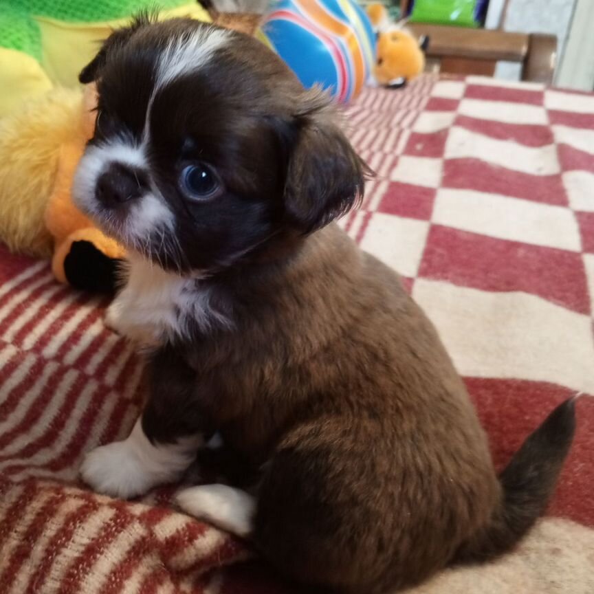 Чихуахуа, щенок