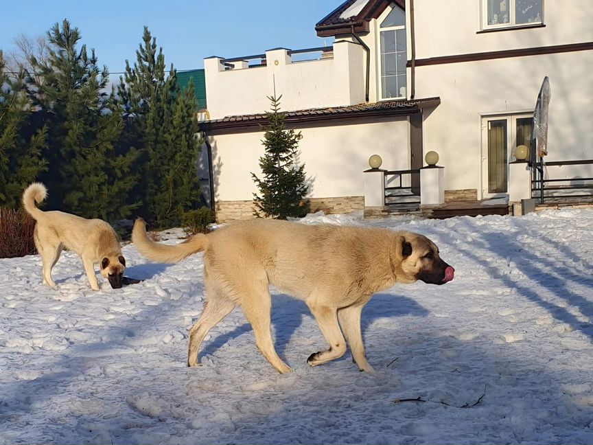 Турецкий кангал собаки