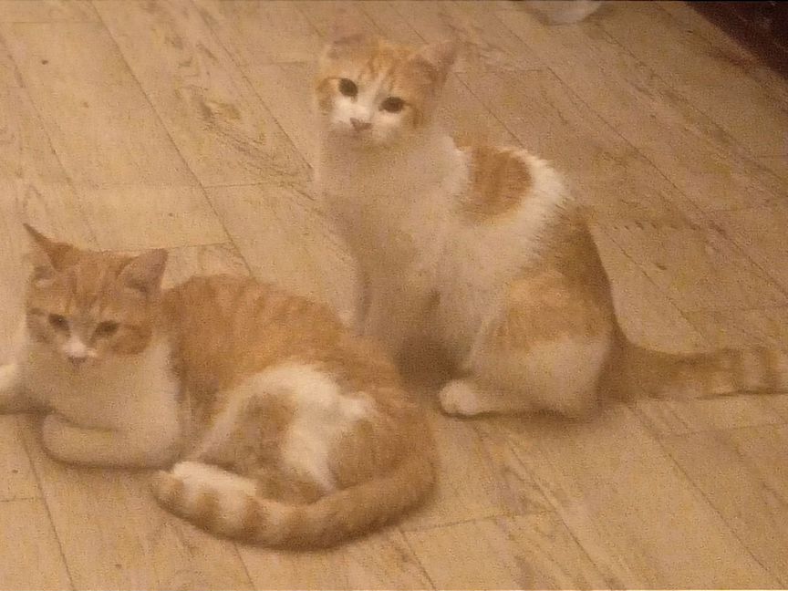 Котята в дар