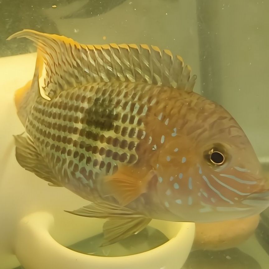 Акара бирюзовая