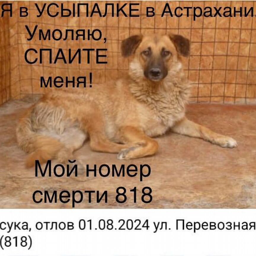 Собака в добрые руки
