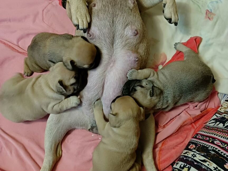 Французский бульдог щенки