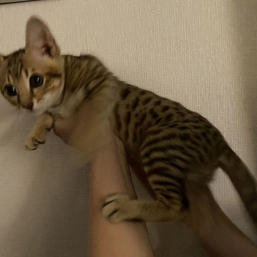 Саванна котёнок