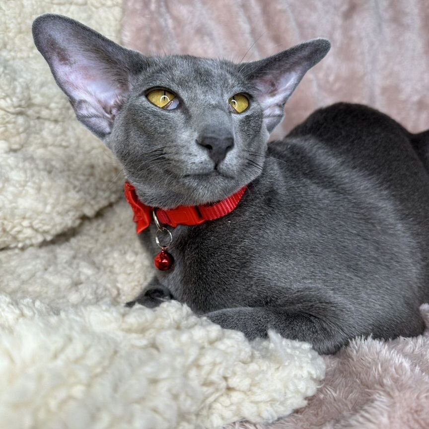 Ориентальная кошка