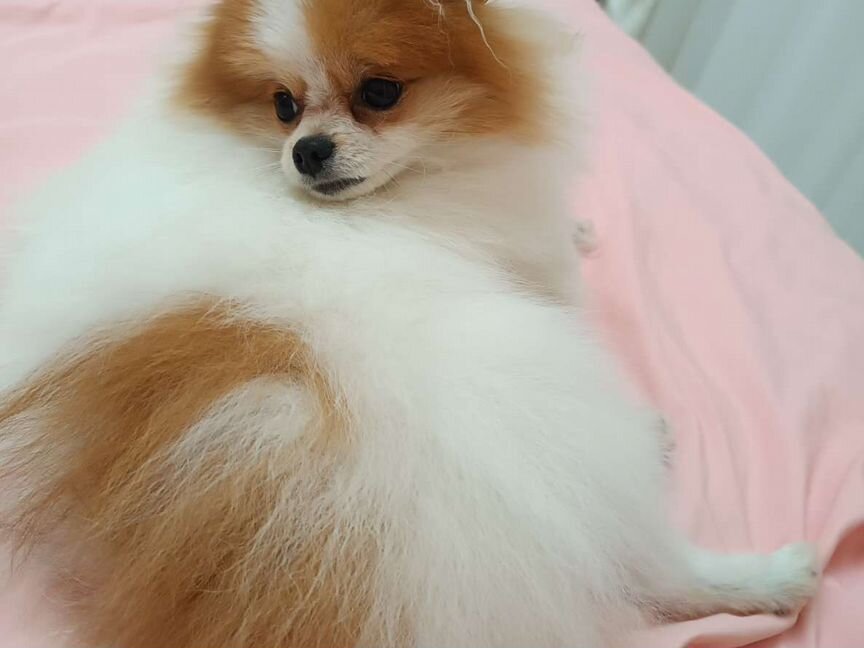 Померанский шпиц вязка кобель