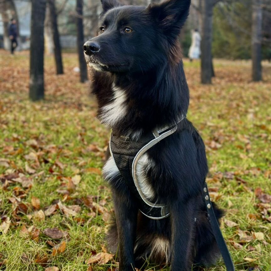 Отдам собаку в добрые руки