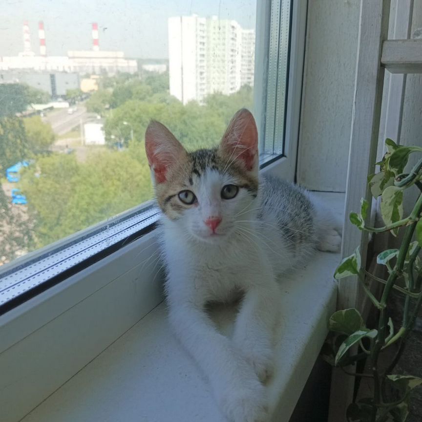 Котик с приюта 2 мес, очень ласковый