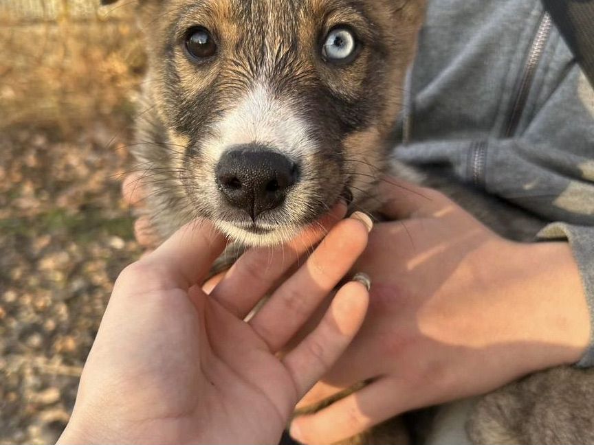 Щенок девочка