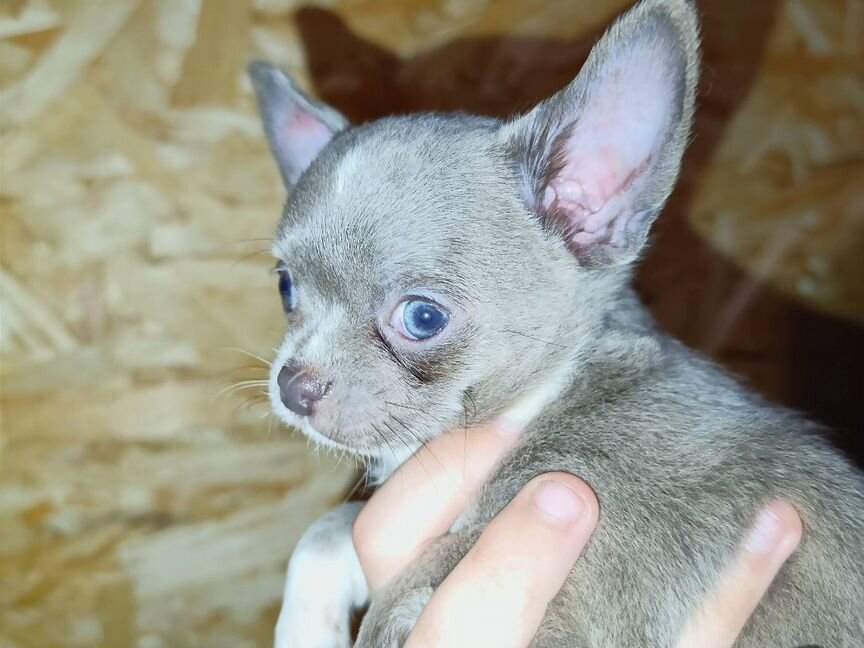 Чихуахуа мальчик лиловый