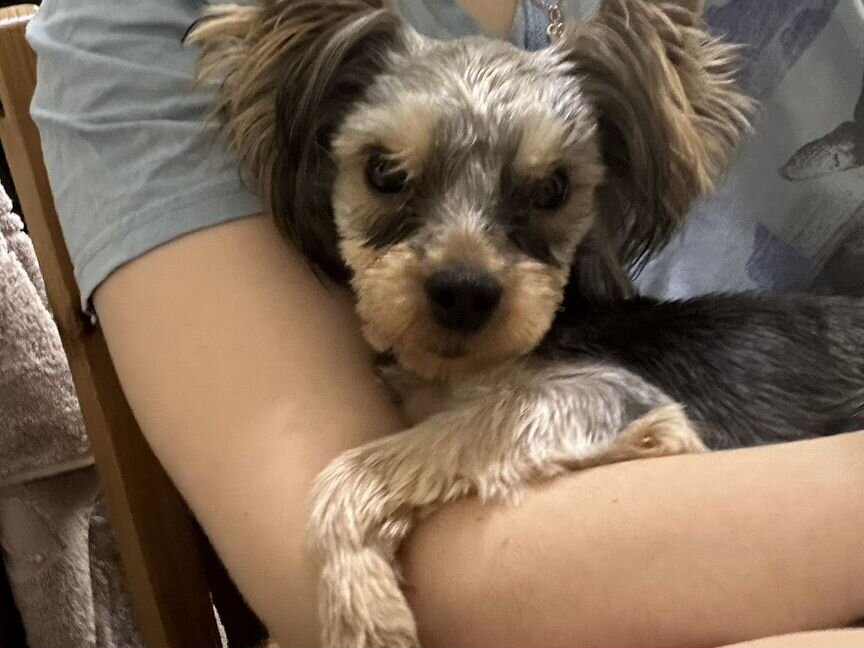 Йоркширский терьер