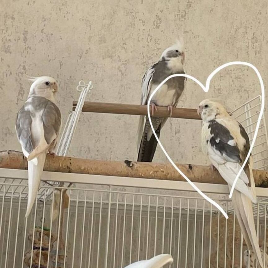 Попугай корелла мальчик