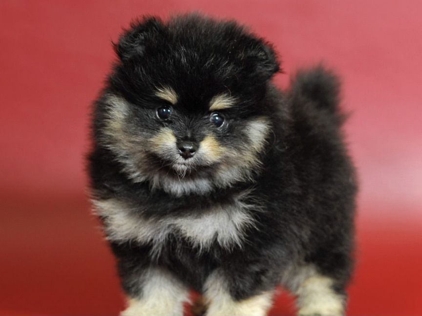 Шпиц мишка черно подпалый