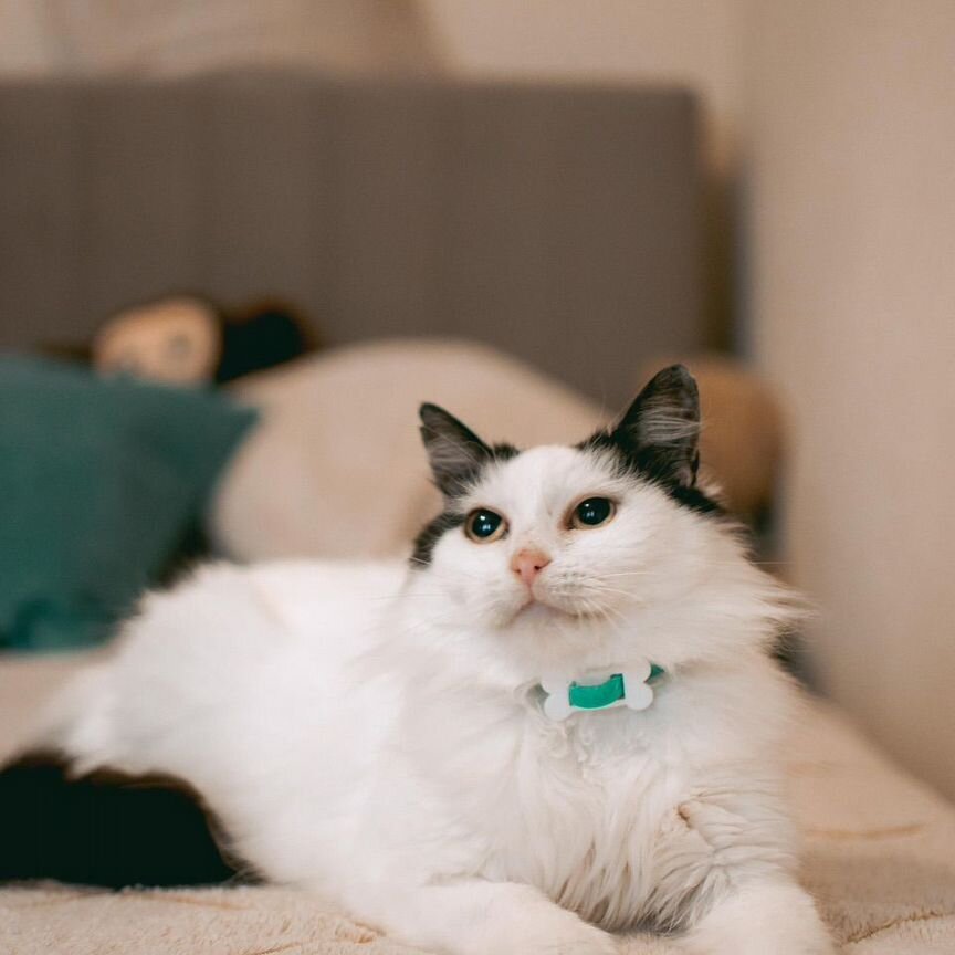 Кошечка ищет дом