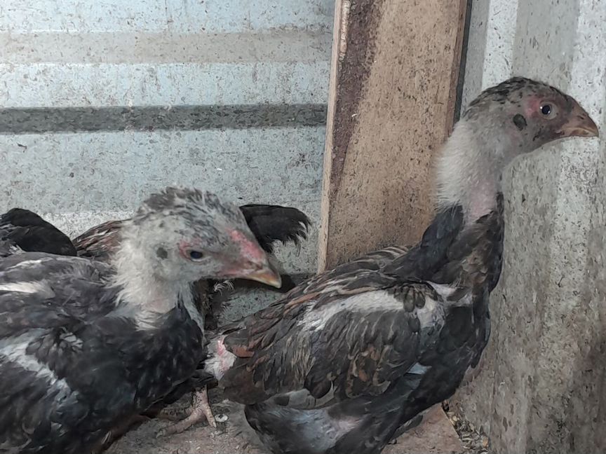 Петухи О шамо