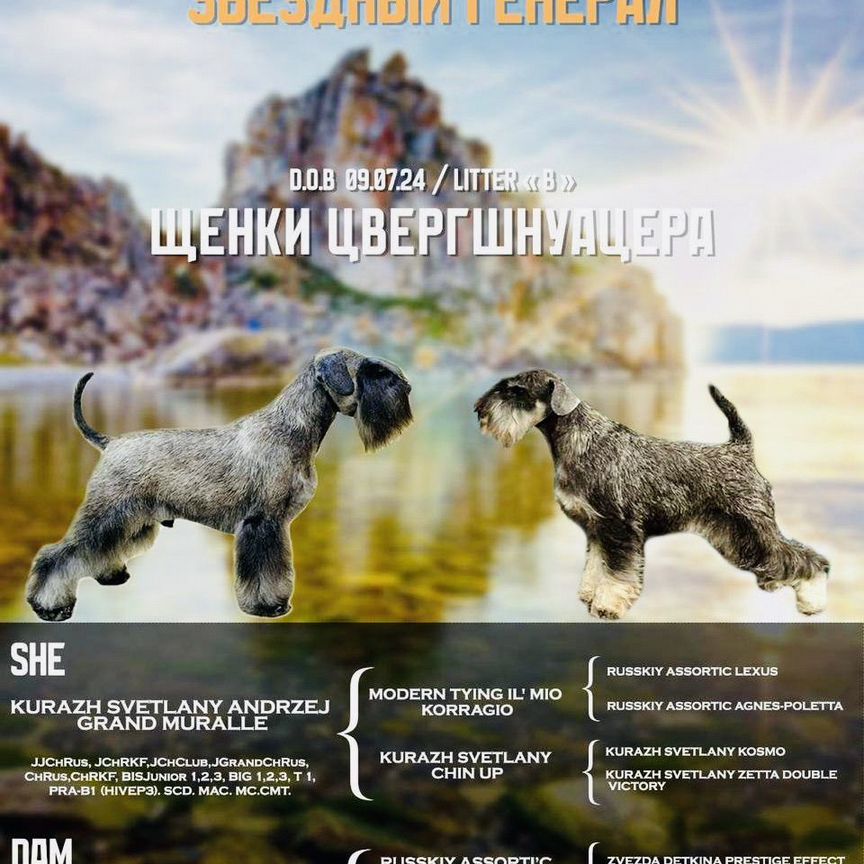 Щенки Цвергшнацуера