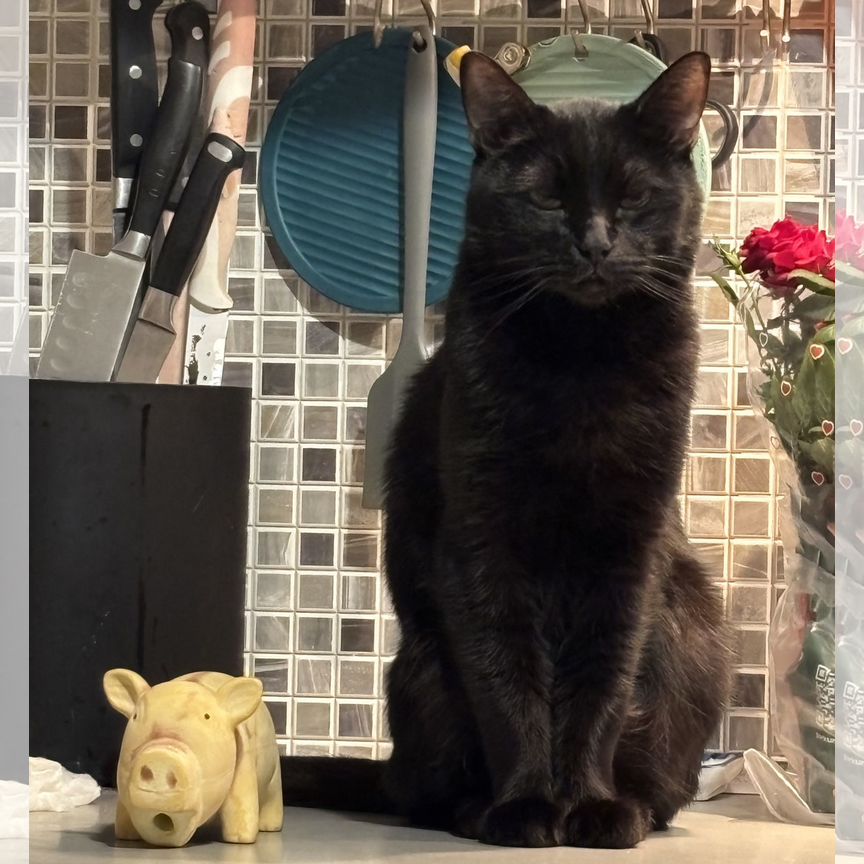 Бомбейский, взрослый кот