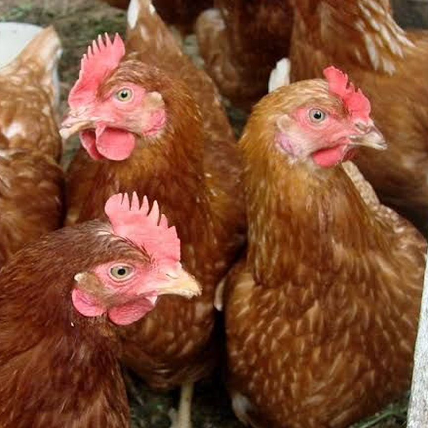 Куры несушки домашние