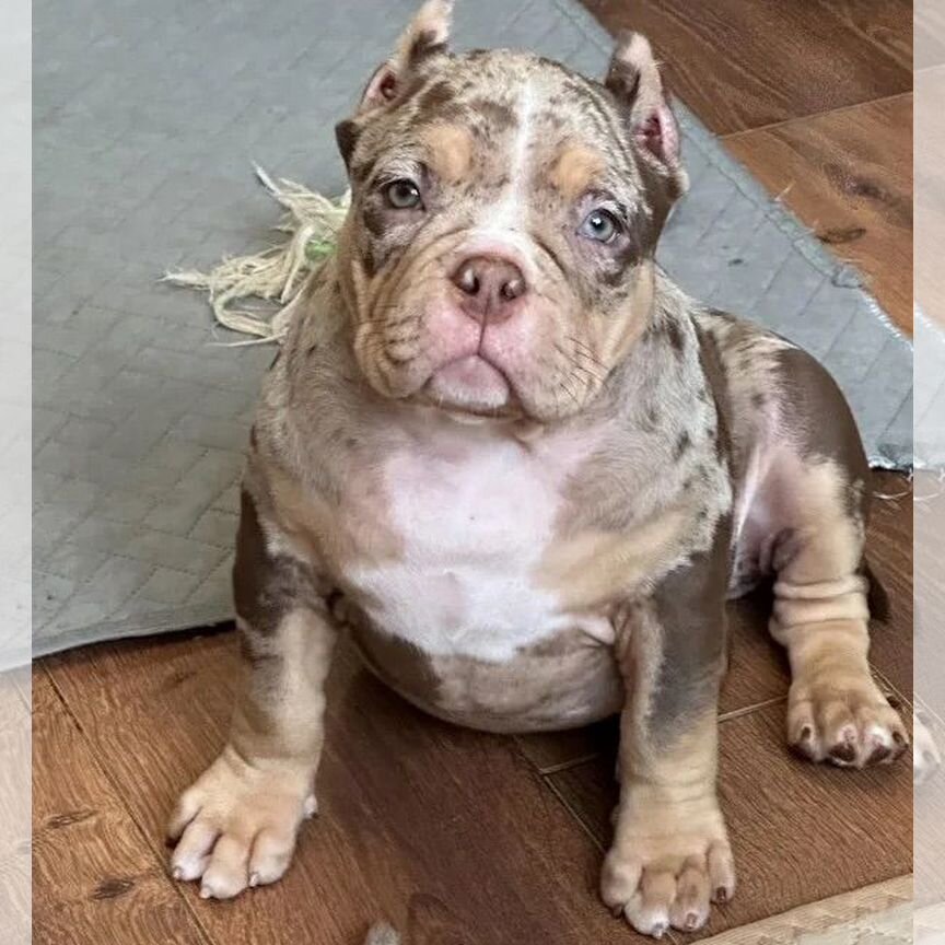 Американский булли, щенок