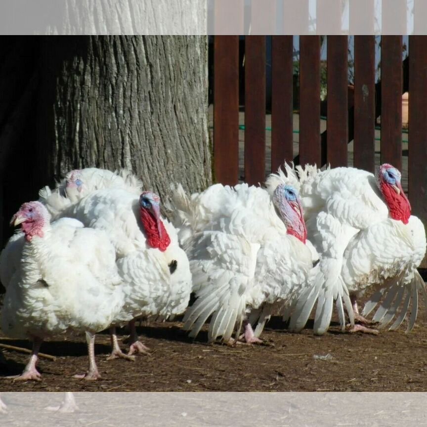 Мясо домашней индейки