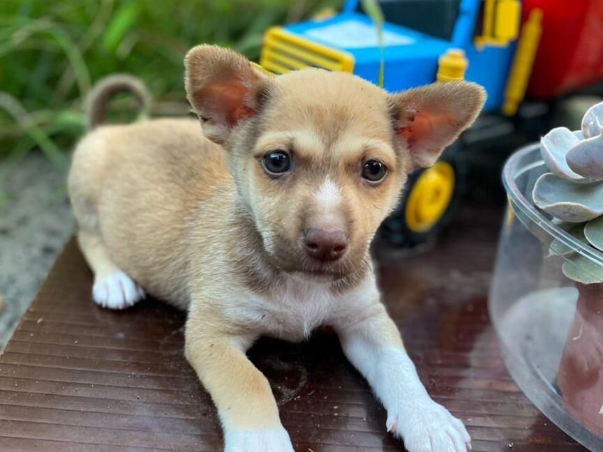 Собака в добрые руки отдам бесплатно
