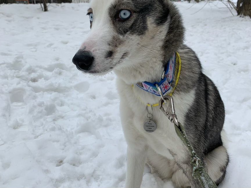 Щенки помеси хаски и лайки в добрые руки