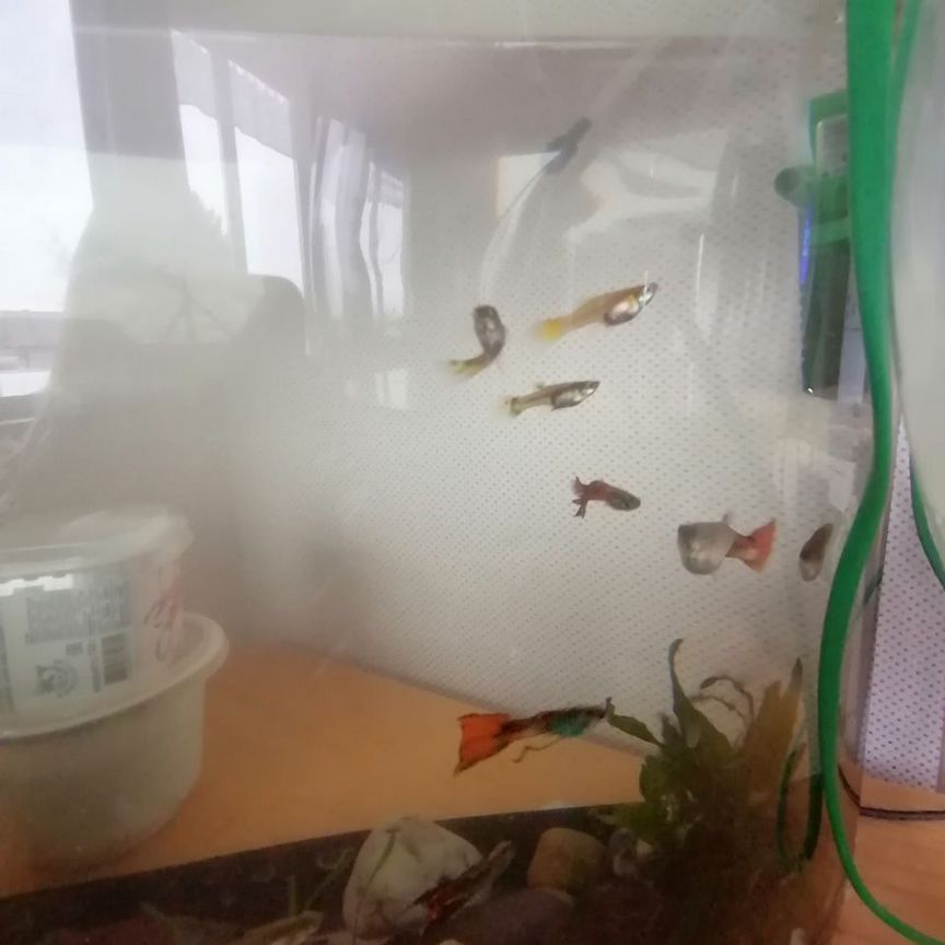 Рыбки гуппи