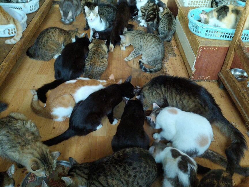 Корм для бездомных котиков